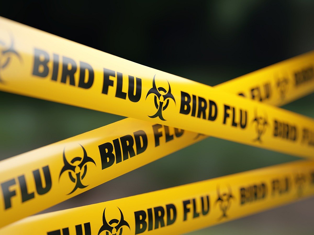 Bird Flu: Symptoms, Causes, Diagnosis, and Treatment