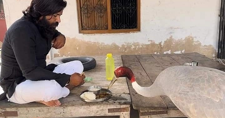 'Sarus Crane Was Free': Does Arif Deserve to Be Booked Wildlife ...