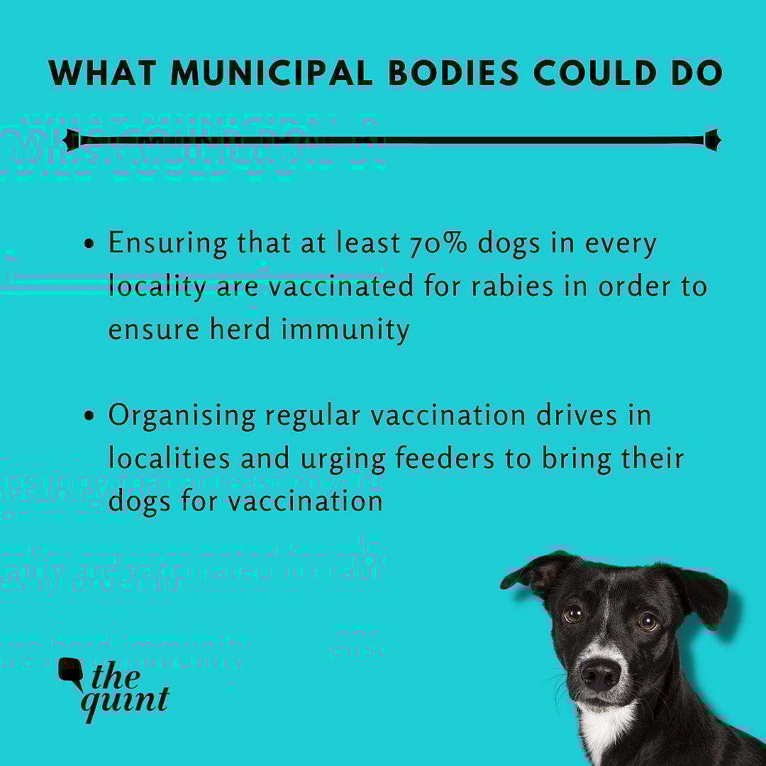 Supreme Court Order Moving All Stray Dogs: Delhi's Stray Dog Dilemma ...