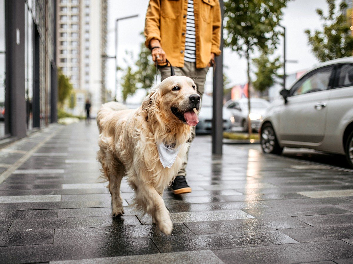 International Guide Dog Day Date, Theme, History, Significance, and Why ...