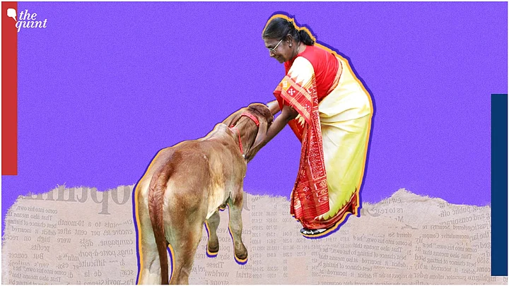 Explained: How Did Scientists Clone Gir Cow Ganga? What Makes the Breed ...