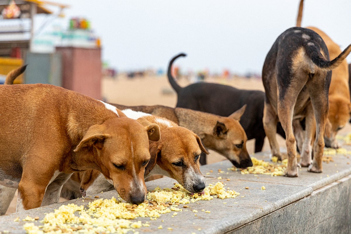 500 Stray Dogs Killed in 2 Telangana Villages to Fulfill Poll Promises ...