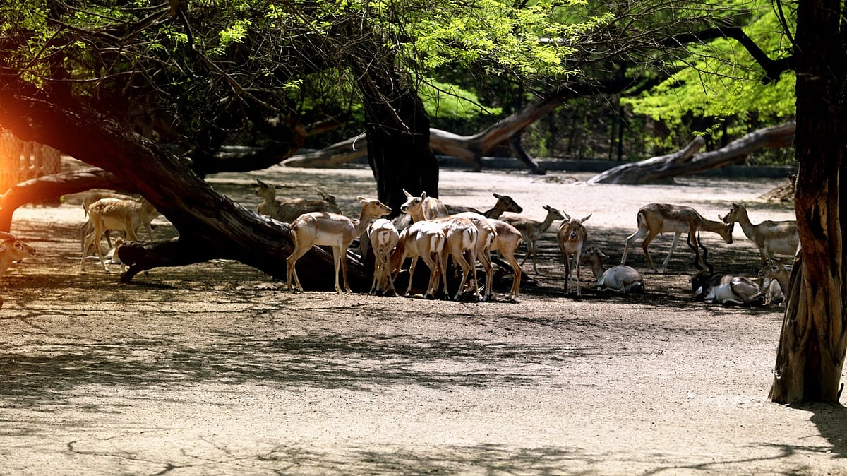 Delhi's Deer Park To Shut Down Due to 'Overcrowding', DDA To Maintain ...