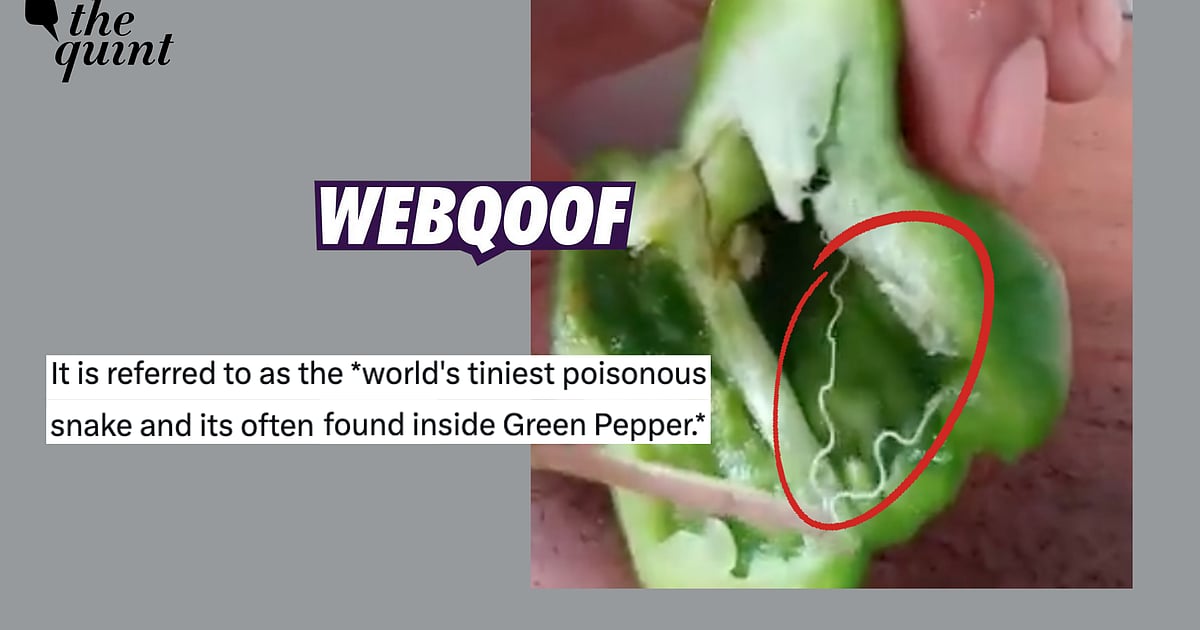 Fact-Check|Do Green Bell Peppers Have the World’s Smallest Poisonous ...