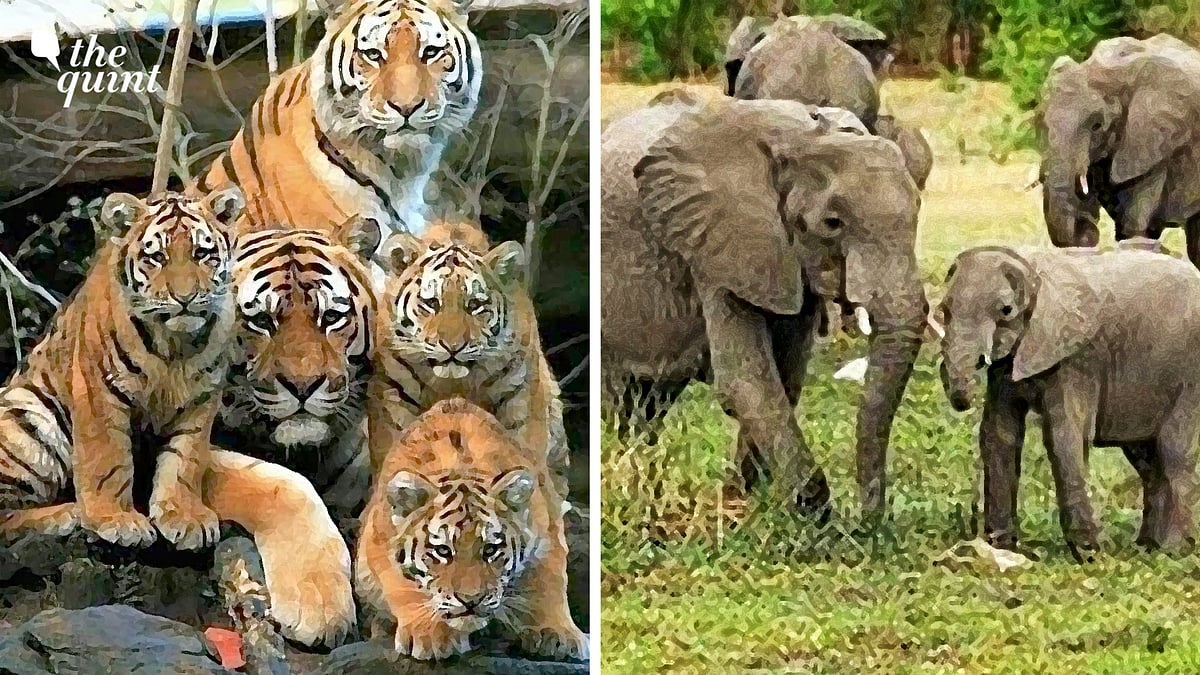 Elephant Tiger Zirkus Tapete Mit Elefant, Tiger & Affe