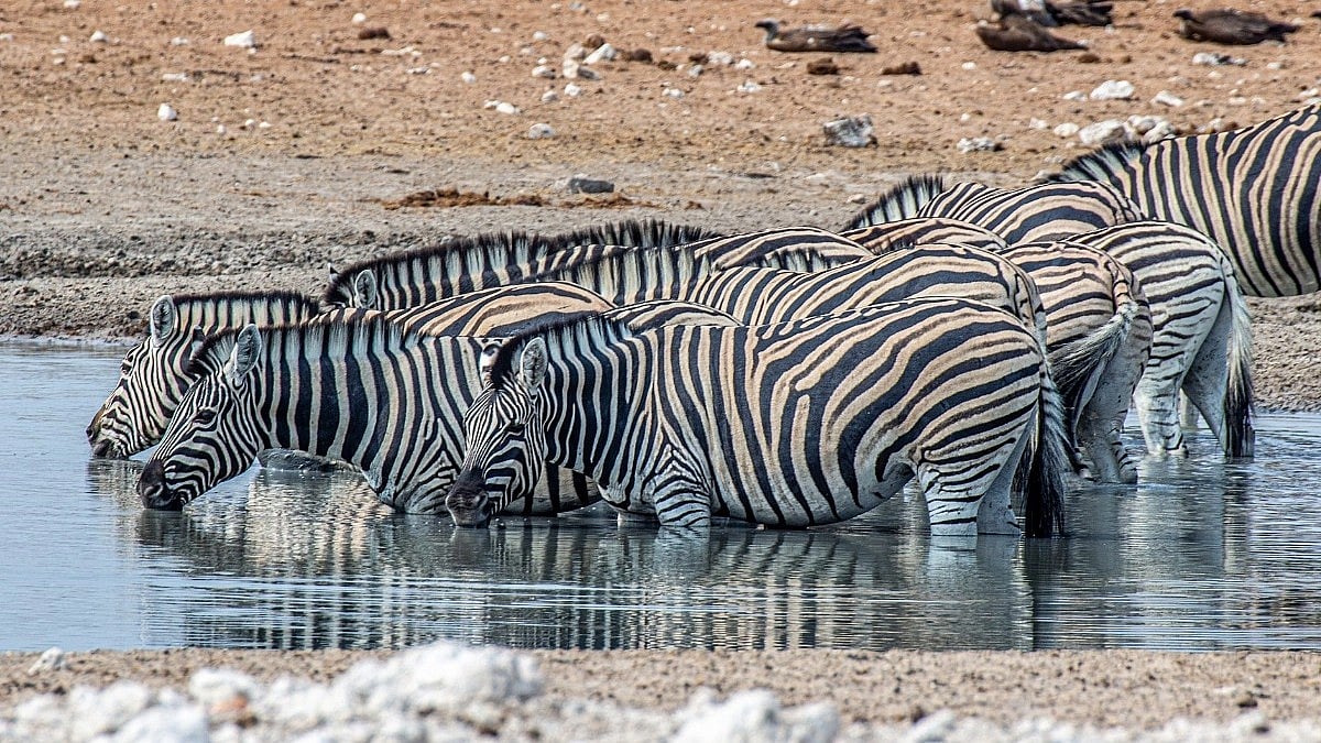International Zebra Day 2024: History, Significance & Facts