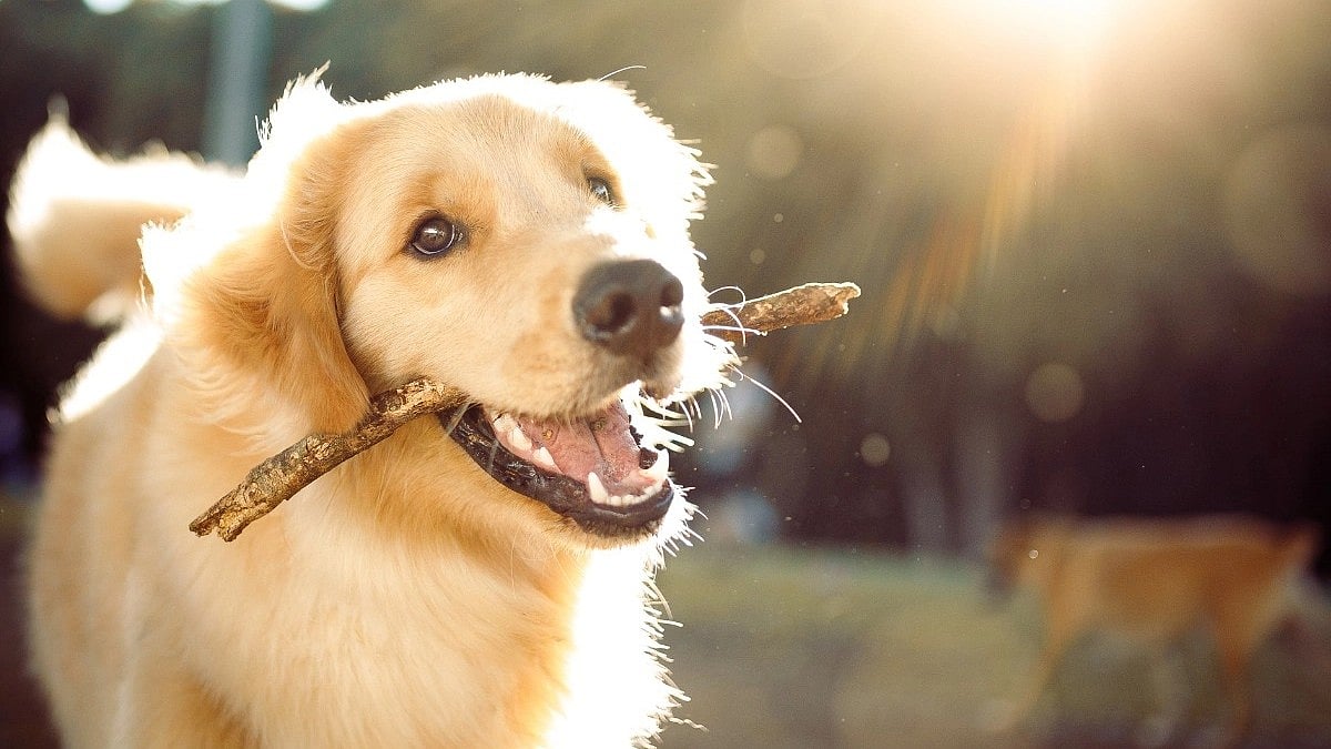 National Golden Retriever Day 2024: History, Significance & Fun Facts ...