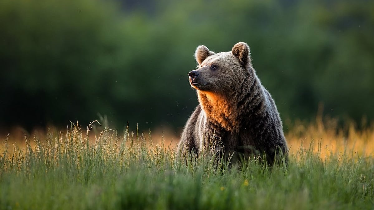 World Bear Day 2024 Date: History, Importance, Celebration, Activities ...