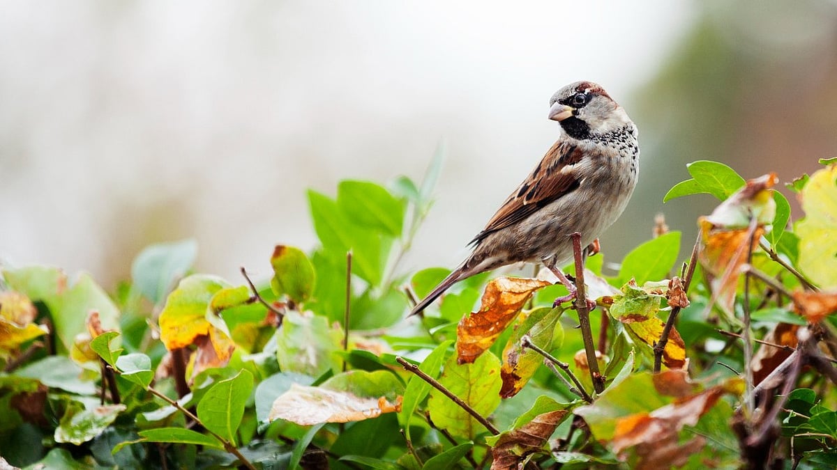 World Sparrow Day 2024: Date, History, Importance, Origin, Celebration ...