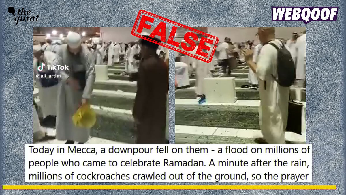 Fact-check | Old Video of Cockroaches Emerging In Mecca Resurfaces as ...