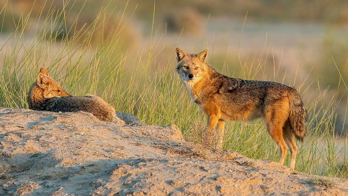World Jackal Day 2024 Date: History, Significance, Purpose, Activities ...