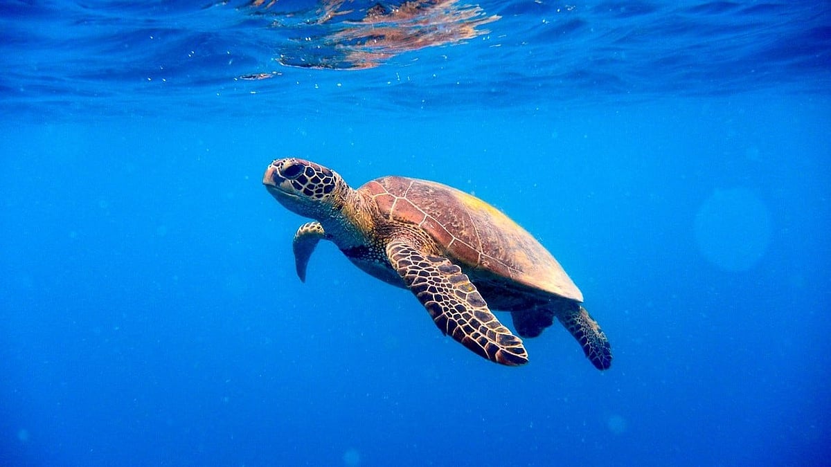 World Turtle Day 2024 Date: History, Importance, Celebration, Events ...