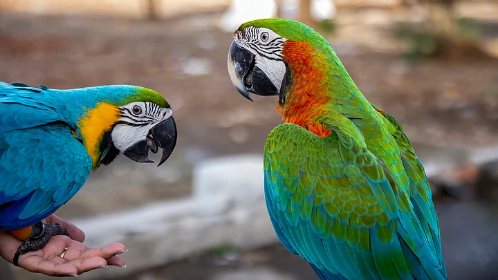 World Parrot Day 2024: Date, Theme, History, Significance, Quotes ...
