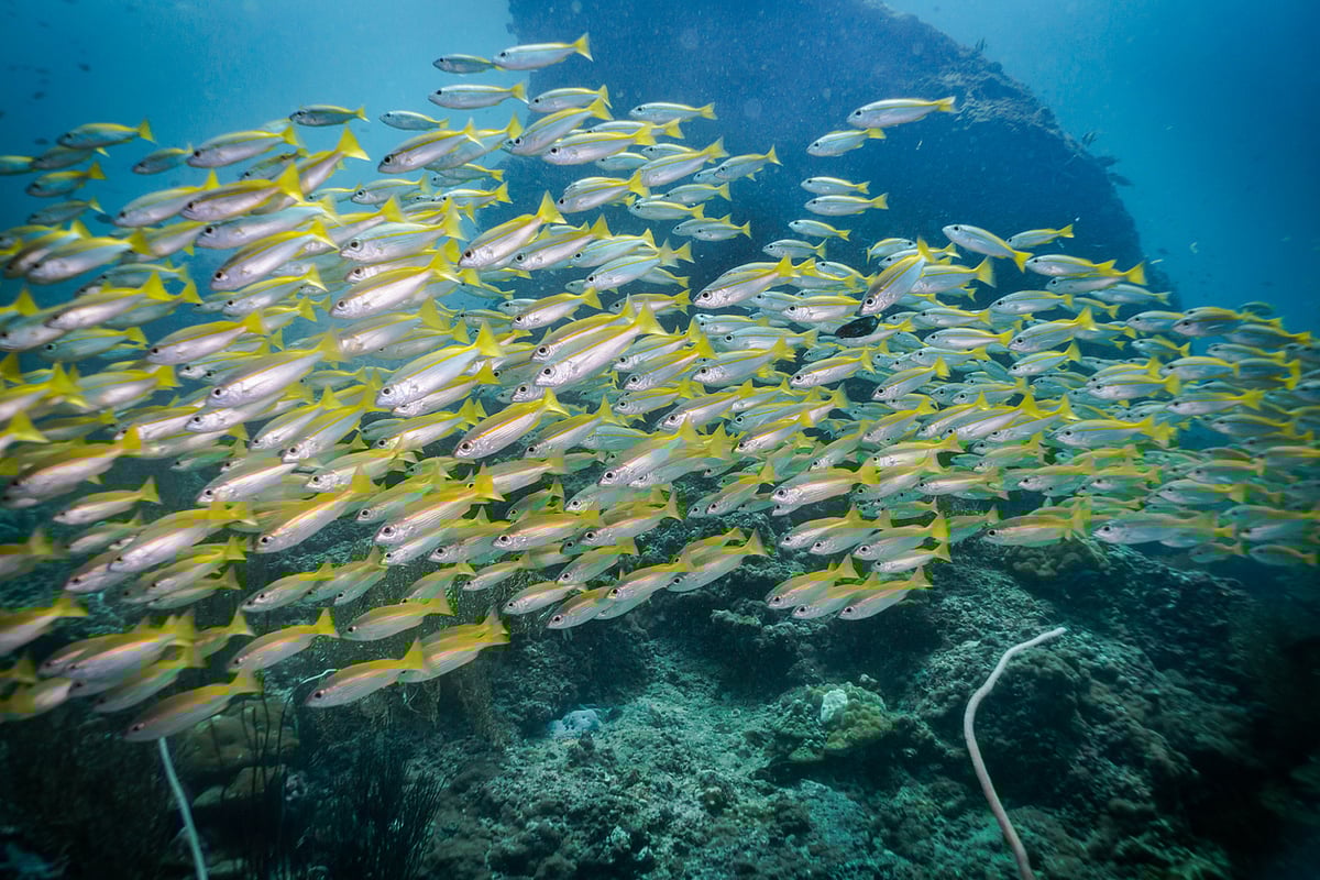 World Fish Migration Day 2024: Date, Theme, History, Significance ...