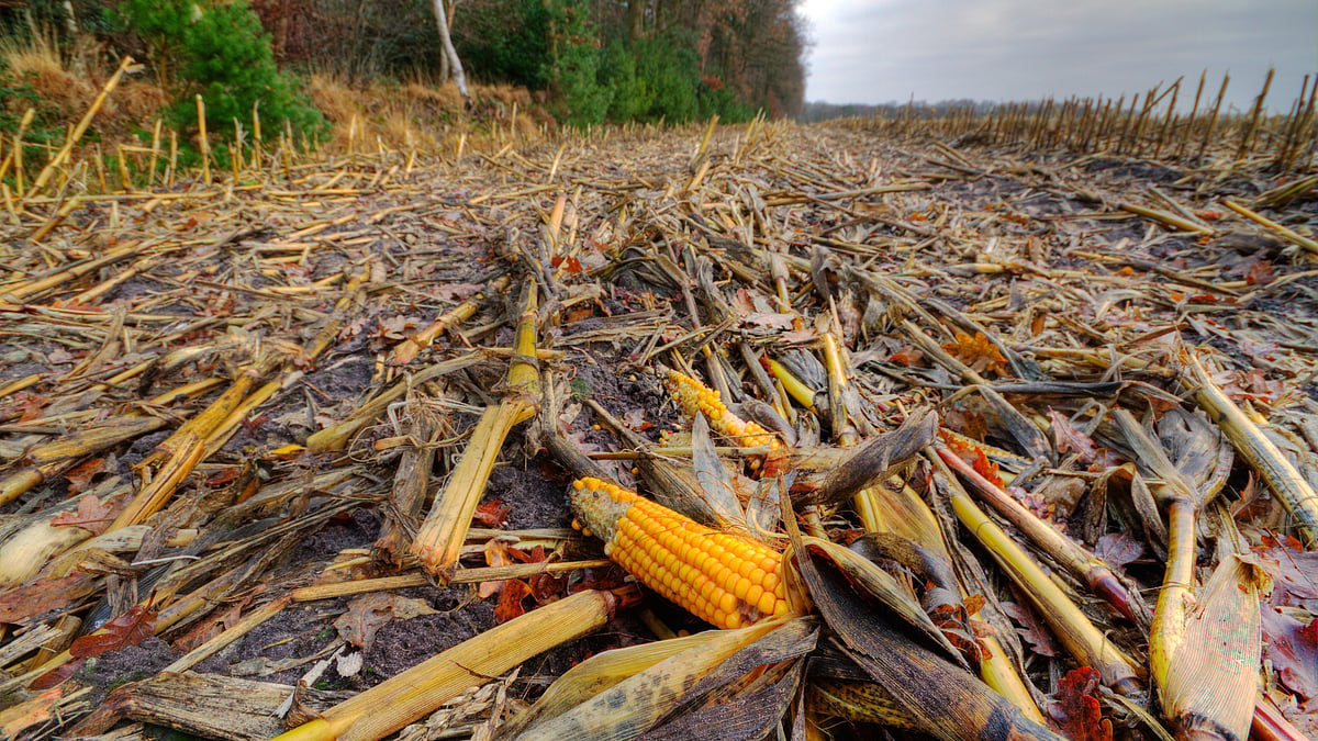 Transforming Farm Waste with Compostable Alternatives for Soil Rejuvenation