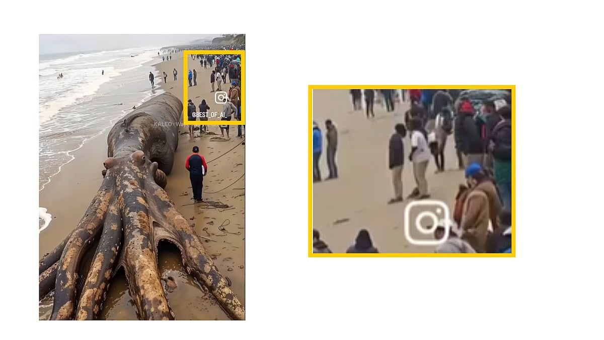Fact-Check | AI-Generated Images Peddled as Visuals of Massive Octopus ...
