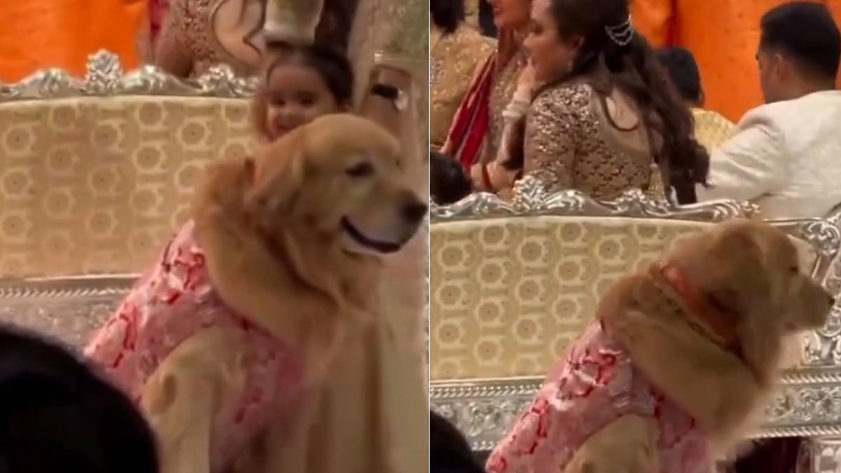 'Content We Need': Ambani Dog's Adorable Moment With Family Wins the ...