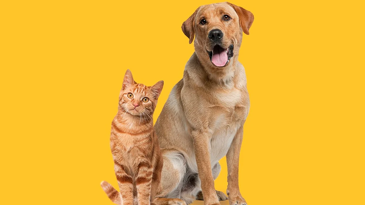 Pet Remembrance Day 2024 Date: History, Origin, Importance, How To ... Pet Remembrance Day 2024 Date: History, Origin, Importance, How To ...