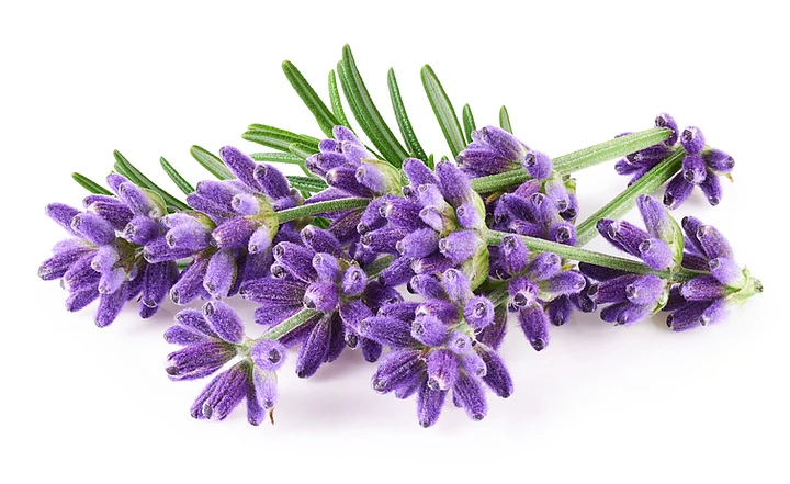 Lavender News: Latest Lavender News, Top Stories, Articles, Photos ...