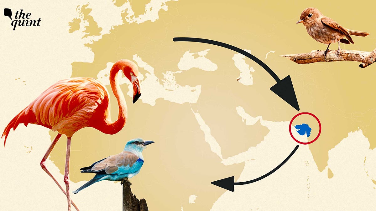 No Food, Unconducive Environment: How Climate Change and Urban ...