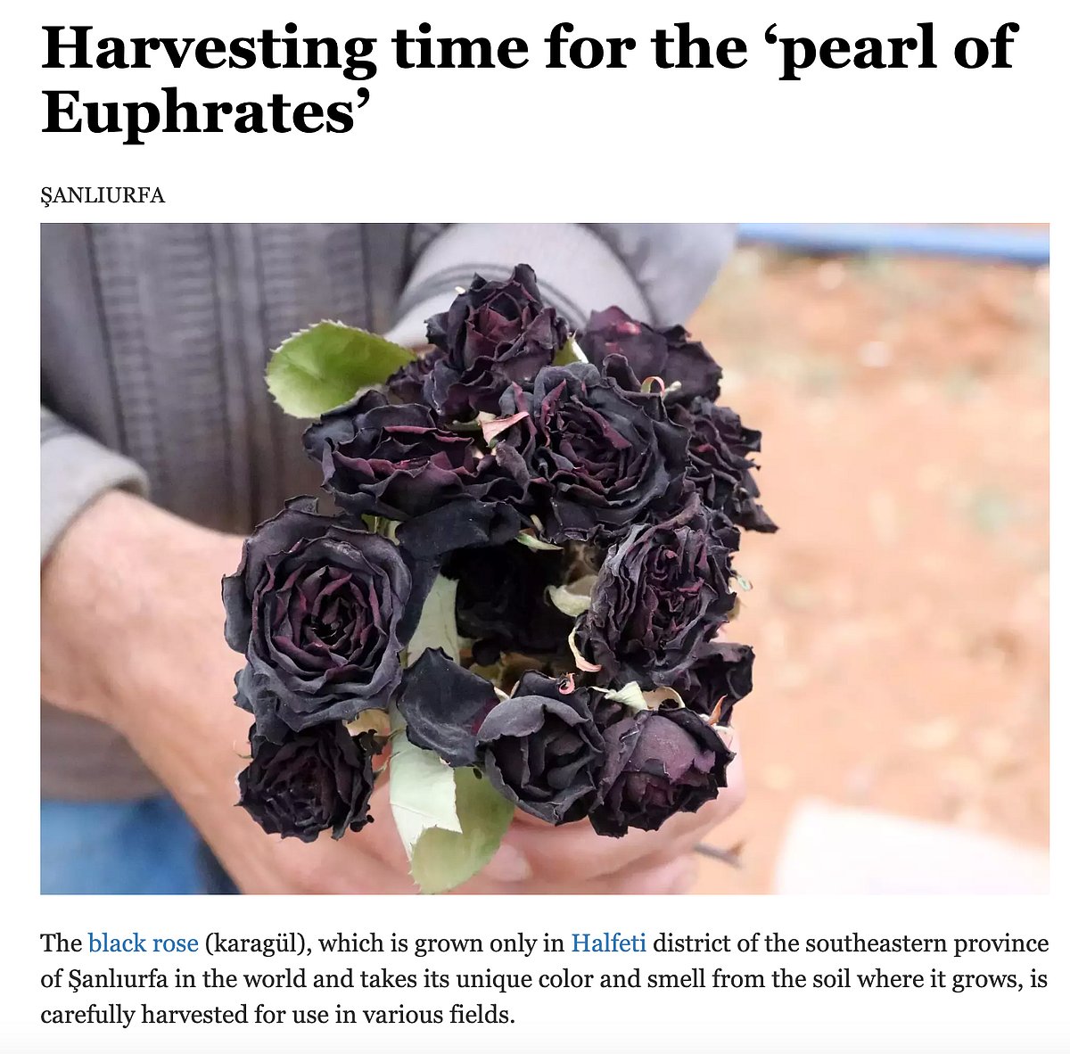 Fact-Check: AI-Generated Image Passed of as 'Rare Yogi Flower' From Turkey