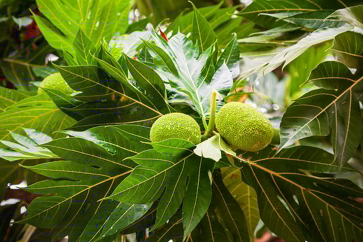 Discover the Surprising Health Benefits of Breadfruit