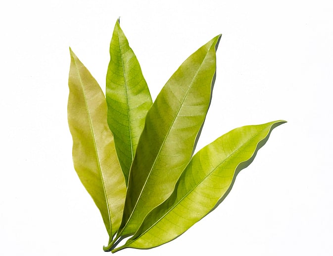 Discover the Top 5 Health Benefits of Mango Leaves