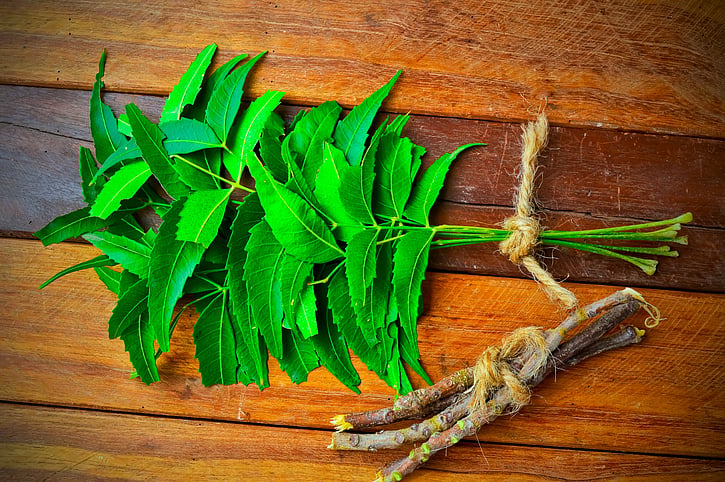 Discover the Top 5 Health Benefits of Neem for a Healthier Life