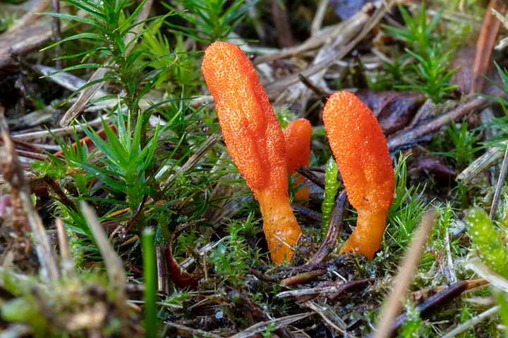5 Amazing Health Benefits of Cordyceps