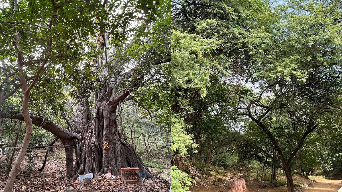 Saving Mangar Bani