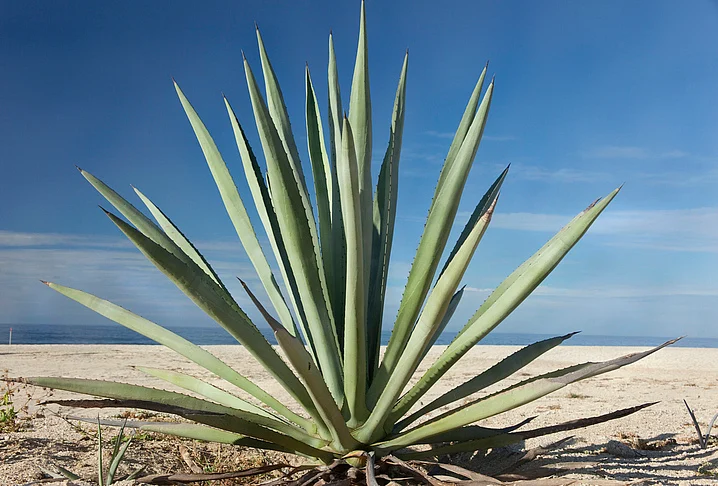 Discover 5 Amazing Health Benefits of Agave for a Healthier Life