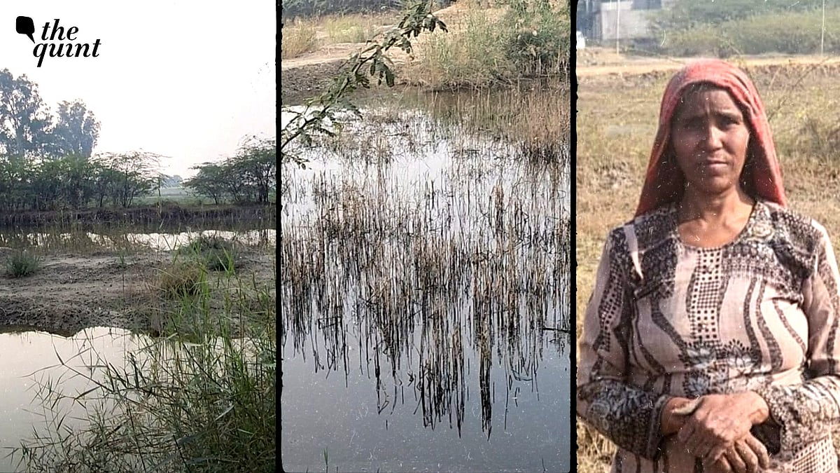 'No Crops Harvested in a Year': Haryana Farmers Seek Relief Amid Failed ...