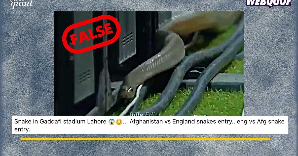 Fact-Check: Snake Spotted At England-Afganistan match in Lahore's ...