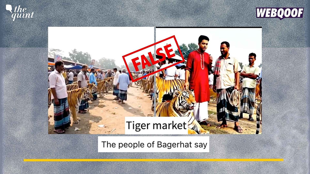 Fact-Check: AI Clip of Tiger Market Viral as Real on Social Media Platforms