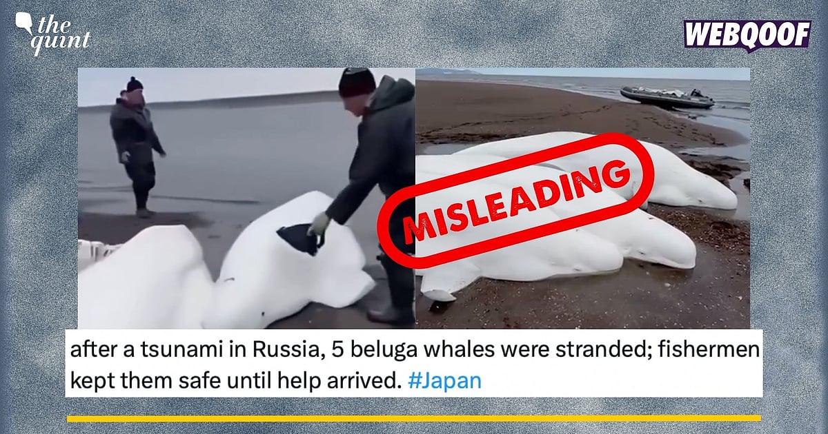 Fact-Check: Old clip of Beluga Whales stranded on the shore falsely ...
