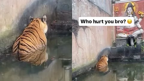 ശിവ പ്രതിമയ്ക്ക് മുന്നിൽ ശാന്തനായിരുന്ന് കടുവ; അതിശയിപ്പിക്കുന്ന ...