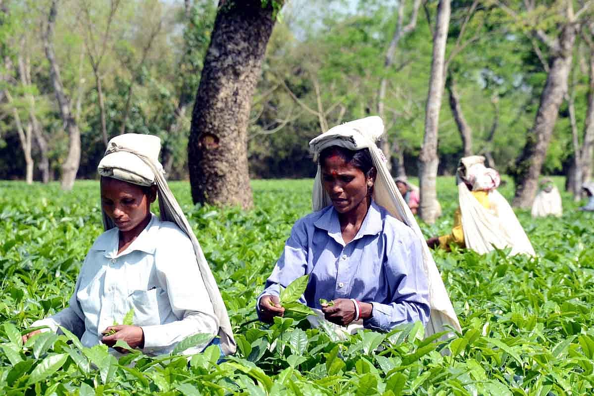 Tamil Nadu govt announces assistance package to Manjolai tea estate workers