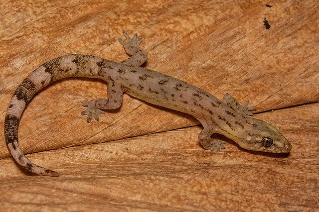 Bengaluru herpetologist-led team discovers six new species of ...