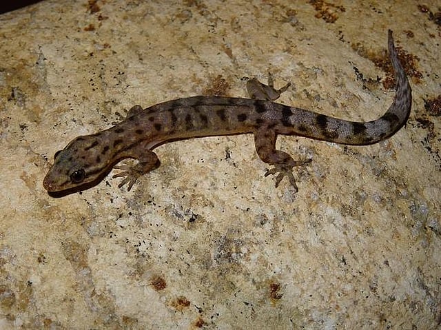 Bengaluru herpetologist-led team discovers six new species of ...