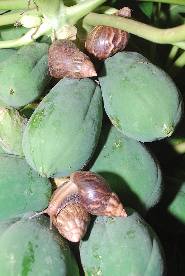 The Giant African snail has turned Kerala into its home, but locals ...