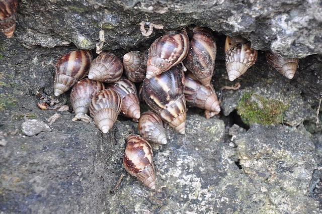 The Giant African snail has turned Kerala into its home, but locals ...