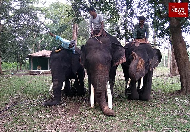 Kerala’s own Kumki squad: Elephant training camp in Wayanad reopens ...