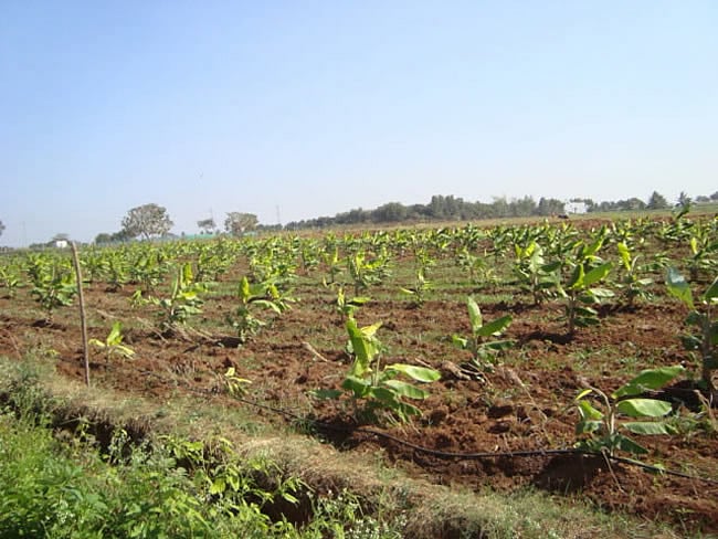 Why cultivation of Karnataka’s GI-tagged Nanjangud rasabale banana has ...