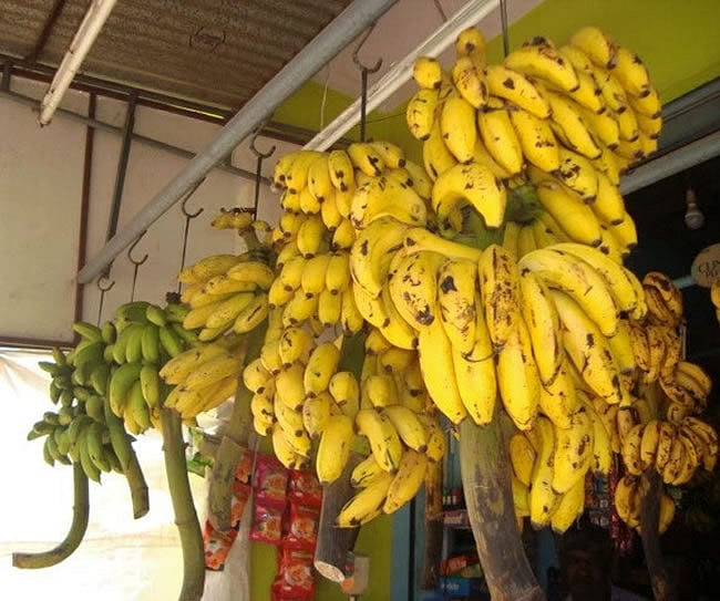 Why cultivation of Karnataka’s GI-tagged Nanjangud rasabale banana has ...
