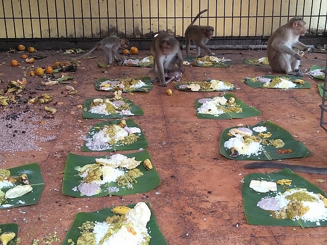 Monkey tales from Kerala's Sasthamkotta, where one gang even has an FD ...