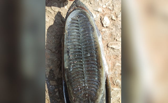 Rare man-sized tuna fish caught by fishermen in Karnataka’s Karwar