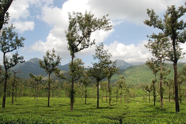 Photo feature: In the tea country of charming Valparai
