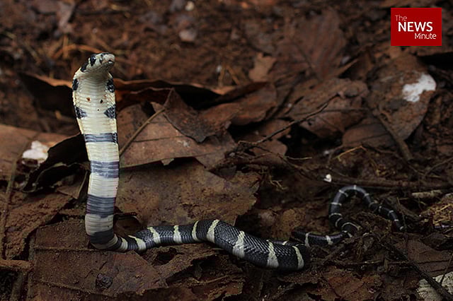 How three men guarded a nest of king cobra eggs for 100 days, and ...