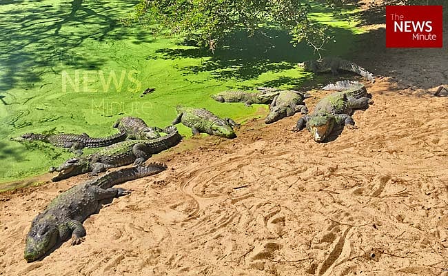 Crocodiles At Crocodile Bank Snake Milking At Madras Crocodile Bank
