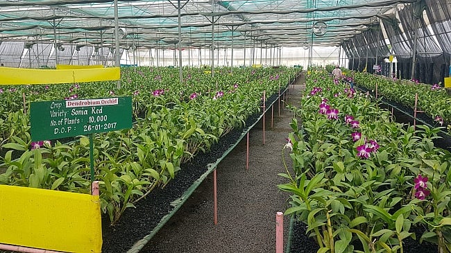 Orchid Flower Farming In India | Best Flower Site